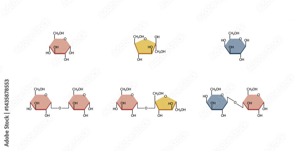 Carbohydrates Digestion. Maltase, Sucrase and Lactase enzymes catalyze ...