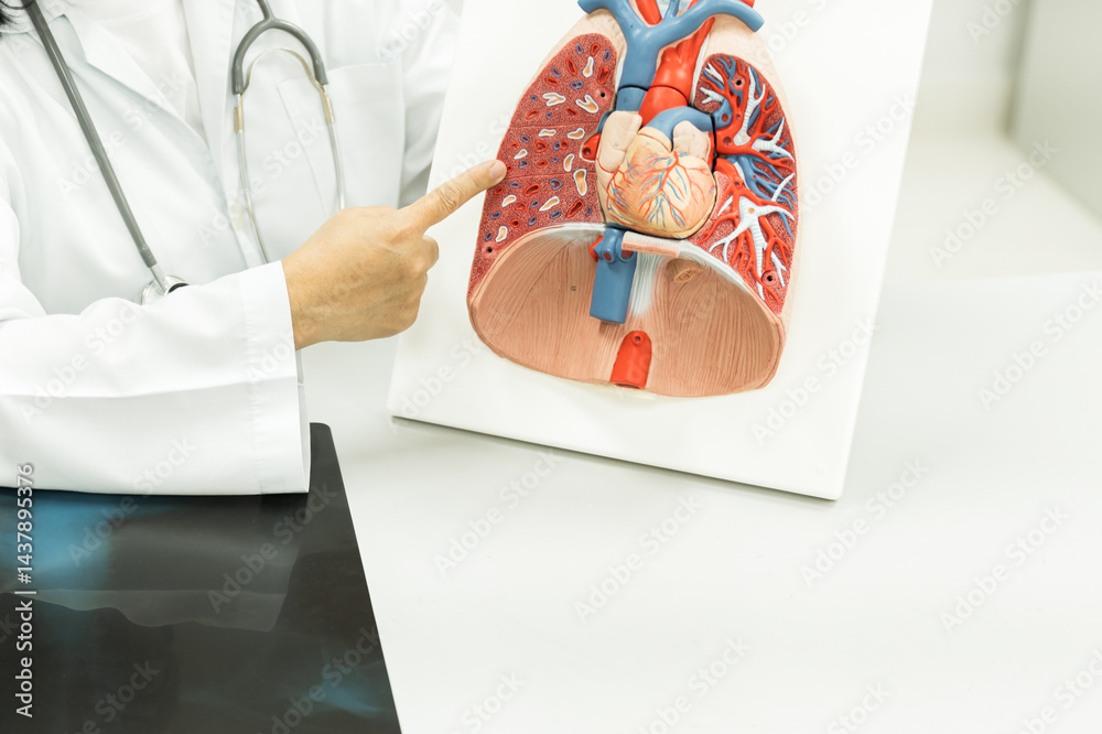 Doctor hand pointing lung and heart anatomy human model on white ...