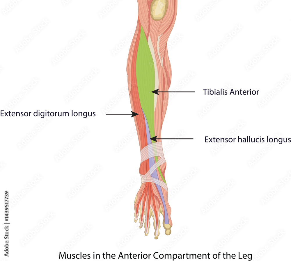 Illustration of the anterior lower leg muscles: Tibialis Anterior, Extensor Digitorum Longus ...