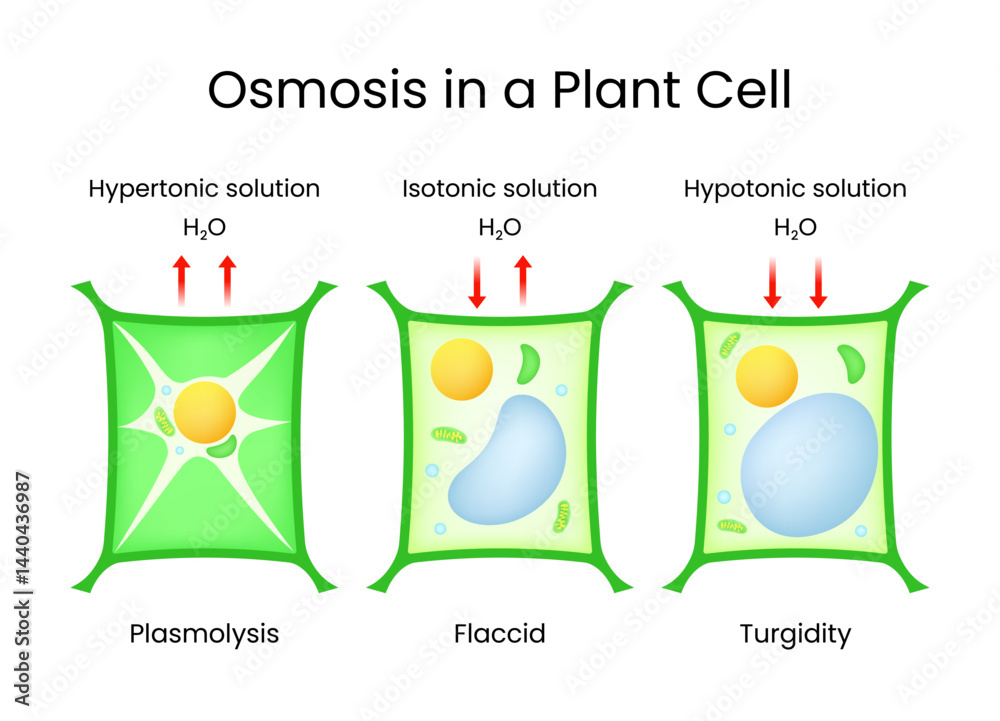Osmosis in Plant Cell Hypertonic Isotonic and Hypotonic Solutions Stock Vector | Adobe Stock