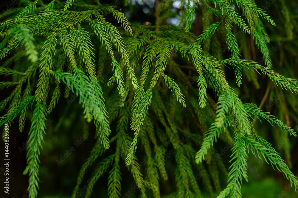 Cryptomeria japonica, evergreen tree of the family Cypress. Cryptoméria ...