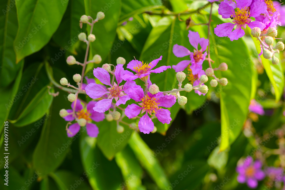 Foto de Stock Lagerstroemia speciosa, Queen's crape myrtle , Pride of ...