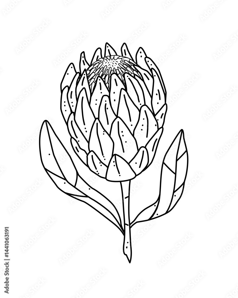 Protea flower. Hand-drawn vector illustration of a protea flower. Black ...