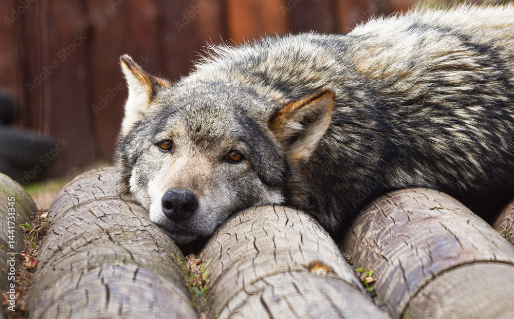 sad gray wolf in captivity Stock Photo | Adobe Stock