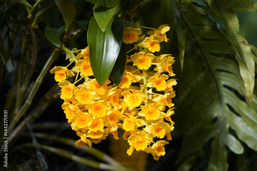 Dendrobium densiflorum, with the common names densely flowered ...