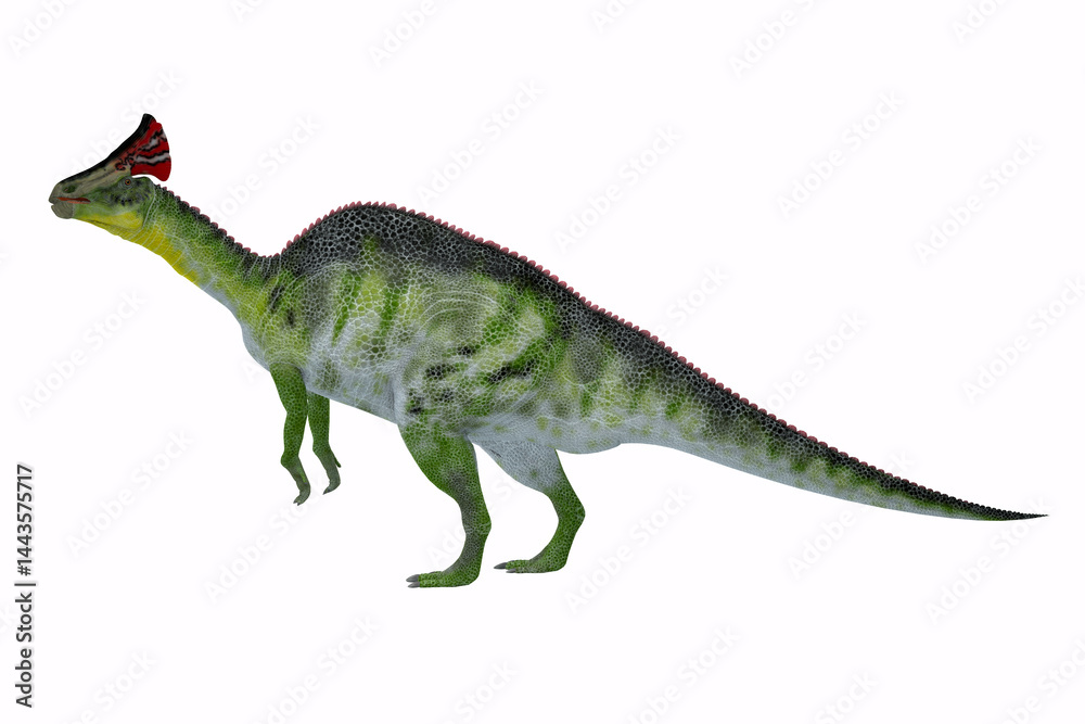 Olorotitan Dinosaur on White - Olorotitan was a duck-billed Hadrosaur ...