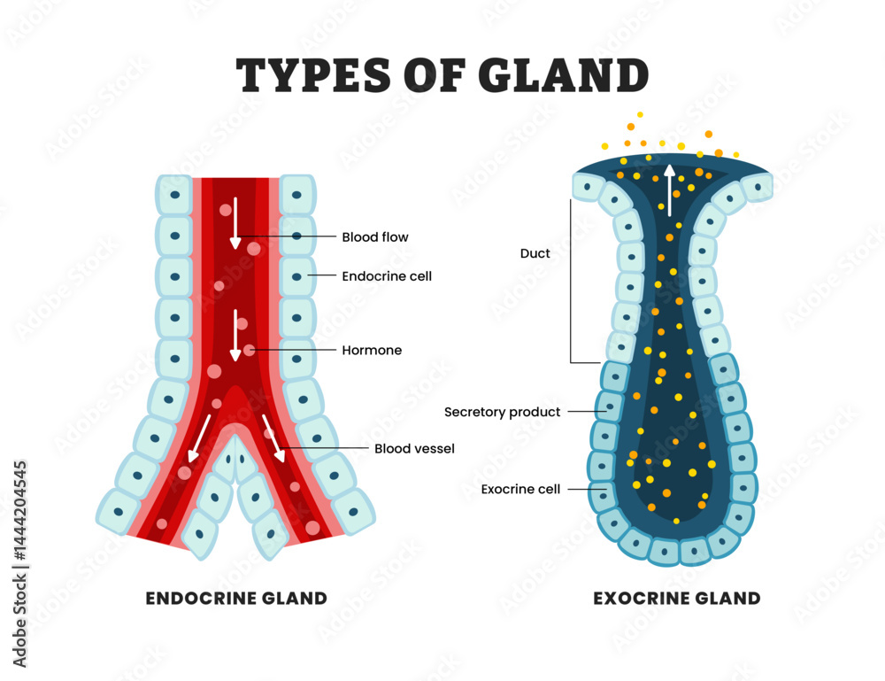 Praca wektorowa bez tantiem: Different types of sweat glands types ...