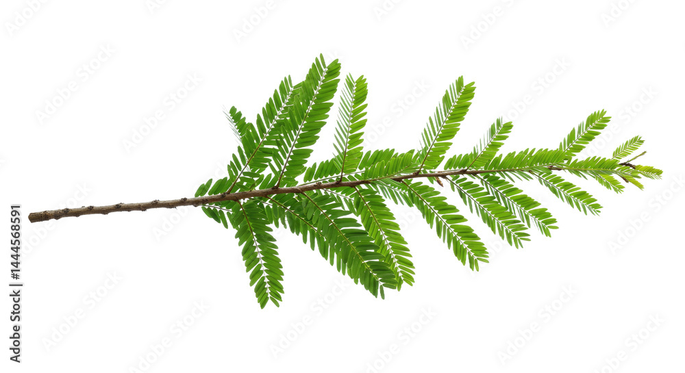 An Amla tree (Phyllanthus emblica), also known as Indian Gooseberry ...