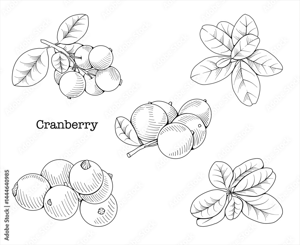 Collection of hand drawn cranberry graphics, botanical line drawing ...