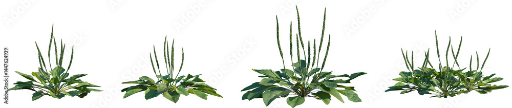 Set of Plantago major (the broadleaf plantain, white man's footprint ...