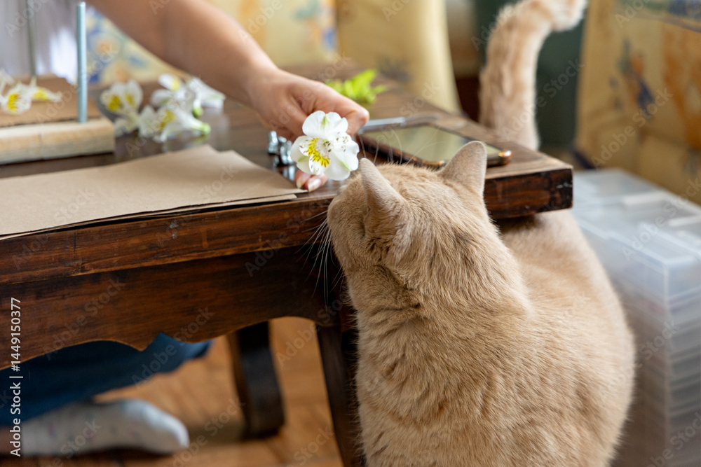 Yellow cat sniffing a lily flower shown to her by her anonymous owner ...