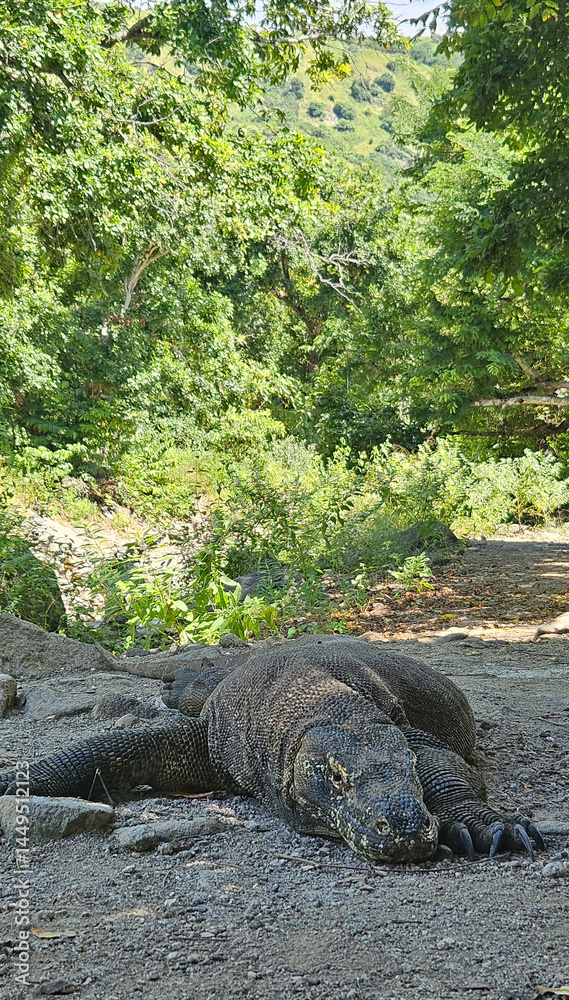 Giant Komodo dragon laying down on the ground in nature at Komodo ...