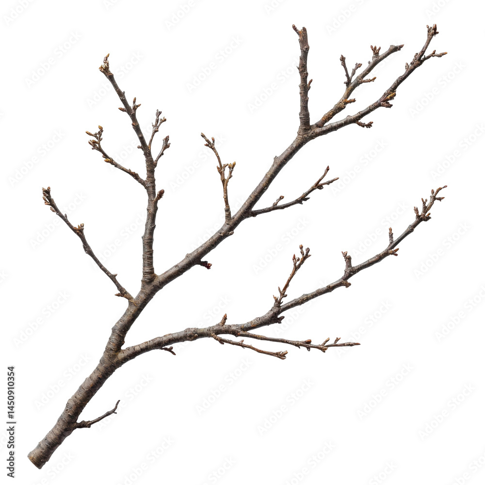 Branch growth stages natural environment plant anatomy close-up ...