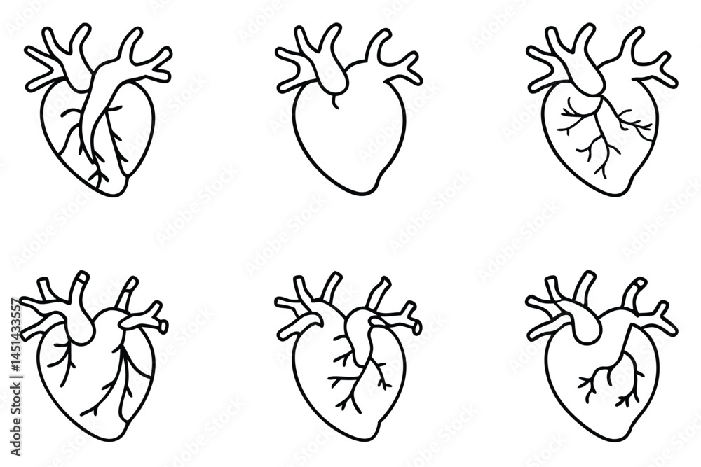 Coronary arteries vascular structure Line art Stock Vector | Adobe Stock