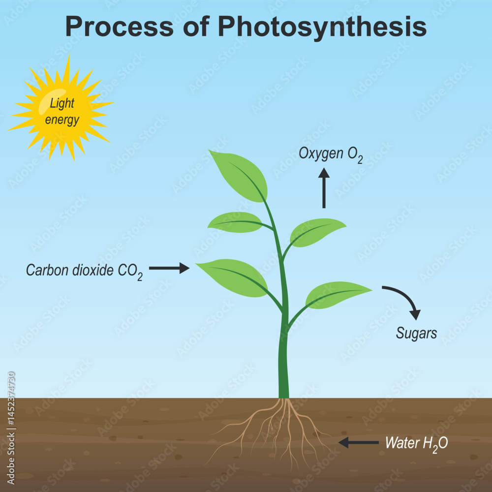 Vector drawing of structure and numerous processes in trees ...