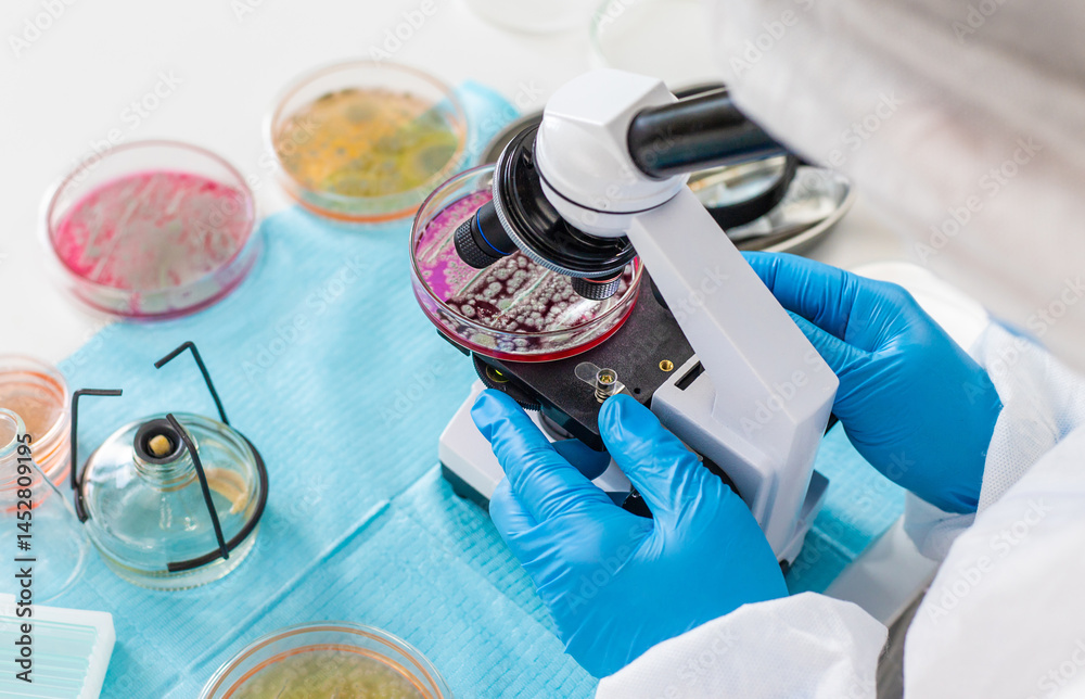 Examine bacteria in petri dishes in the laboratory. Selective focus ...