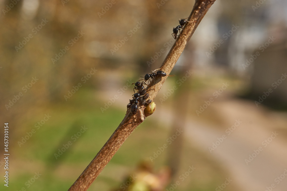Stock-Foto „Symbiosis of ants and aphids. The ant tickles the aphid ...