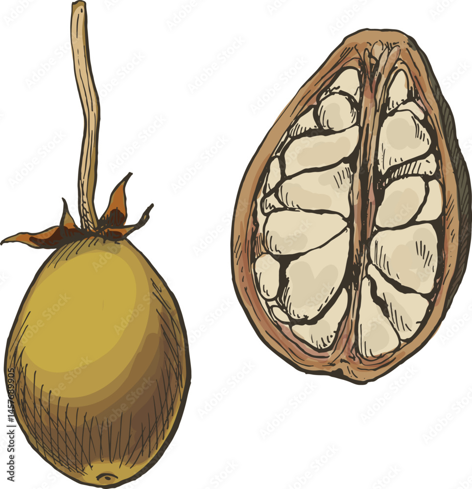 Vector de Stock ilustrasi sketsa tanaman rempah baobab untuk bumbu ...