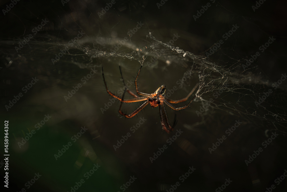 Creepy spider hanging from web Stock Photo | Adobe Stock