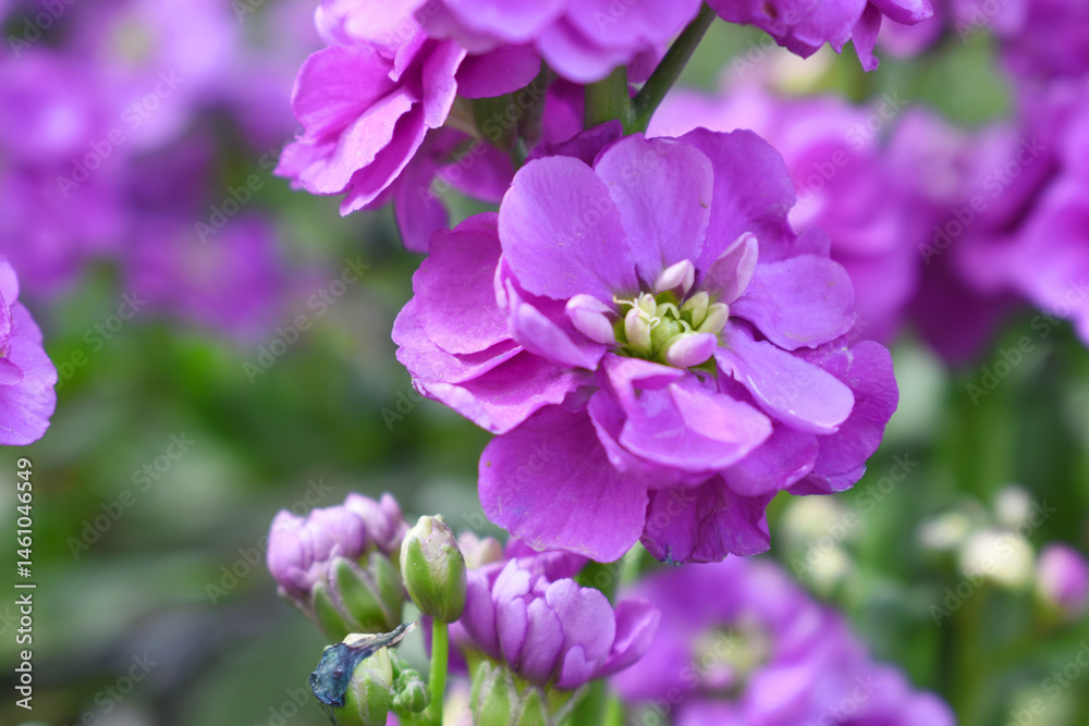 Purple Hoary Stock, Purple Hoary Stock or Matthiola Incana is a member ...
