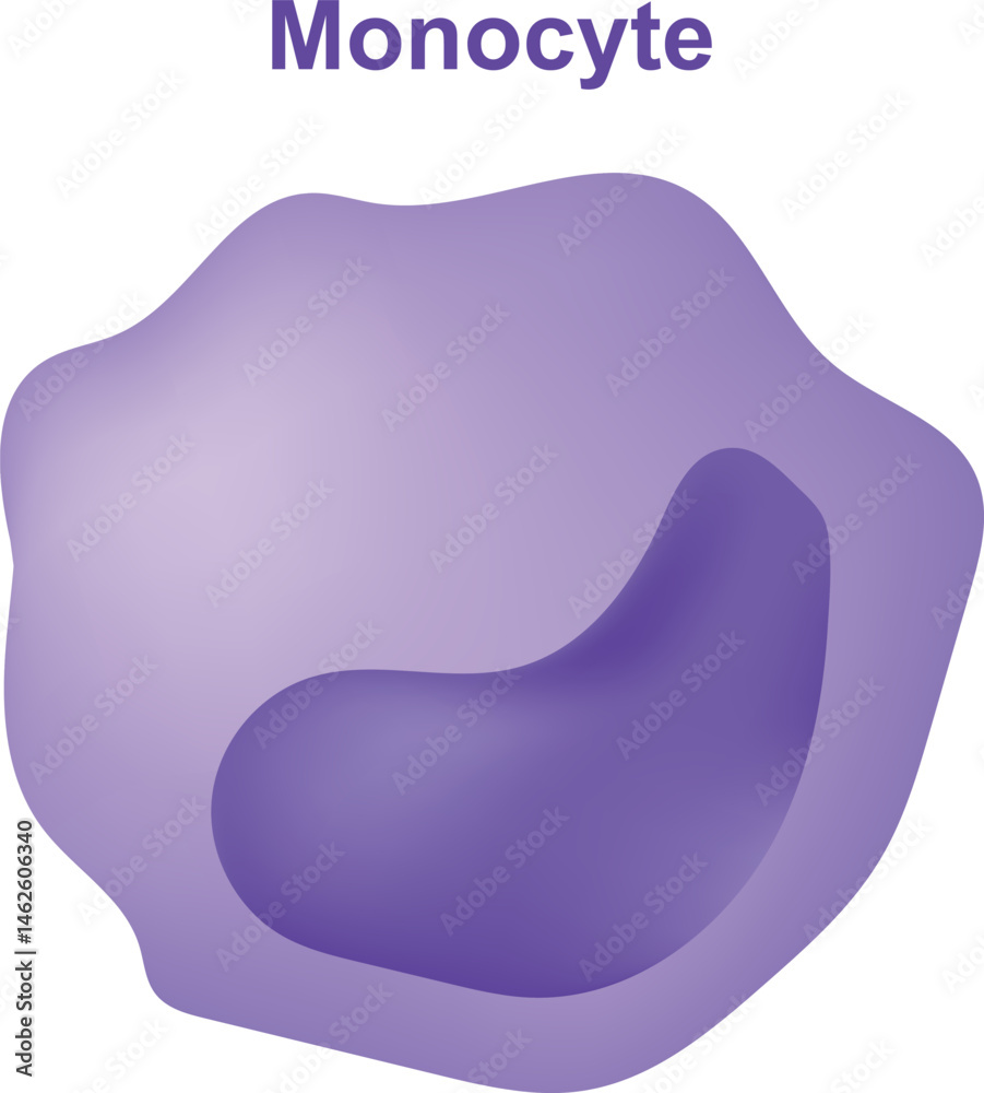 Scientific Designing of Monocyte. Also Known as Leukocyte. The White ...