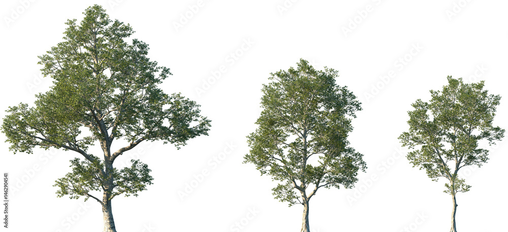 Set of Quercus laevis (the turkey oak) frontal set street trees ...