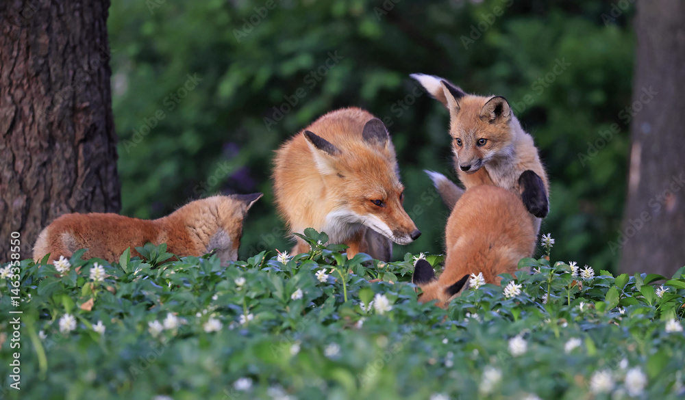 Daddy fox playing with his babies in the forest with green background ...