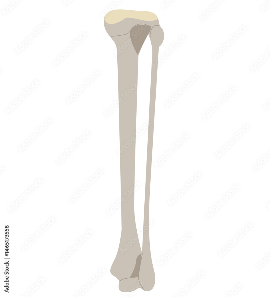 Leg muscle sport trauma and bone pain labeled diagram. Isolated femur ...