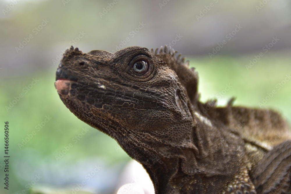 Hydrosaurus pustulatus, commonly known as the Philippine sailfin lizard ...