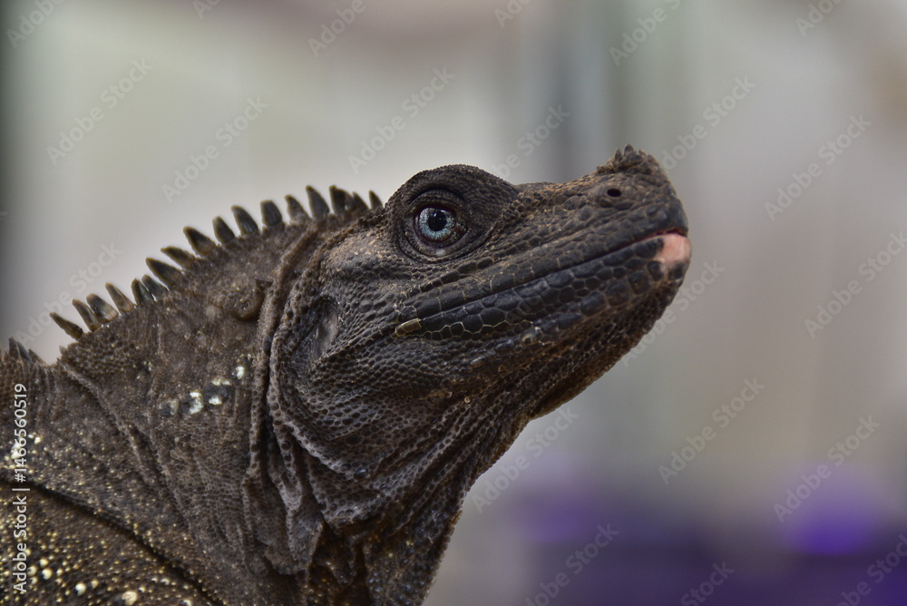 Stock-Foto „Hydrosaurus pustulatus, commonly known as the Philippine ...