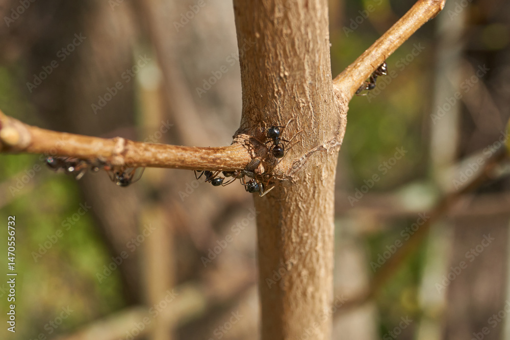 Symbiosis of ants and aphids. The ant tickles the aphid with its ...