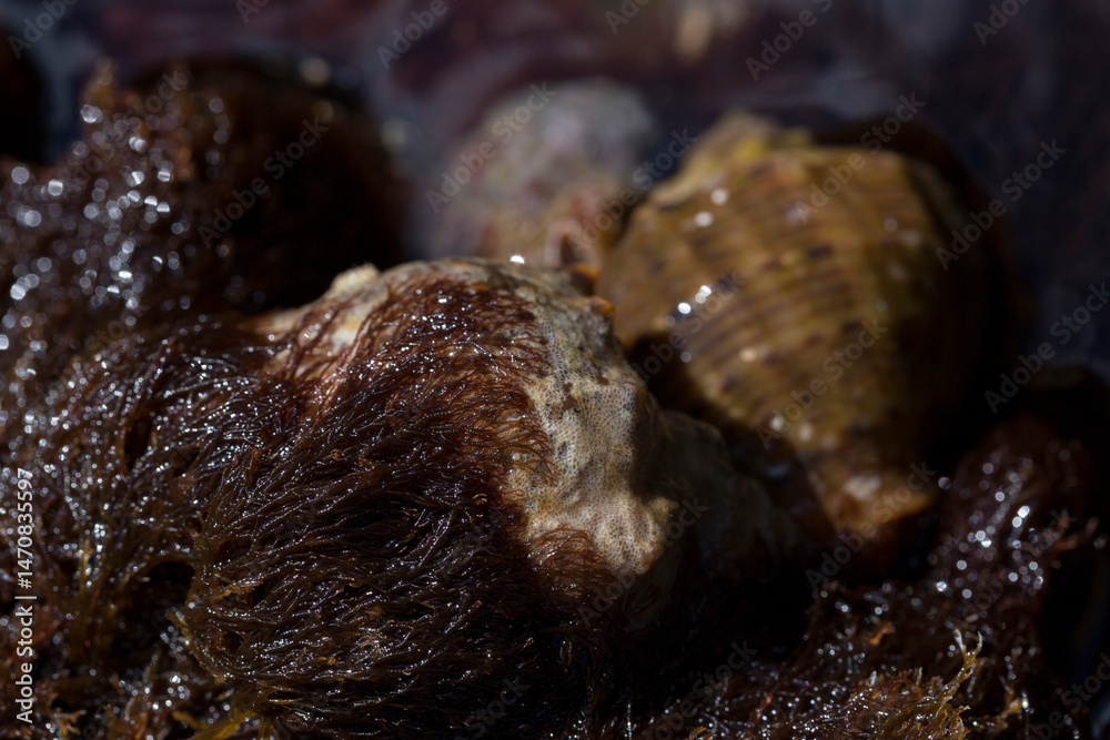 Rapana venosa, common name the veined rapa whelk, a marine gastropod ...