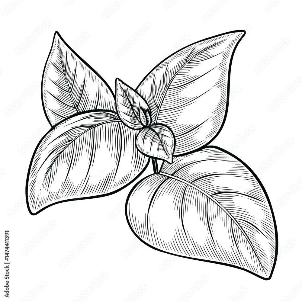 Vector illustration of Basil leaves in outline style. Linear engraving ...