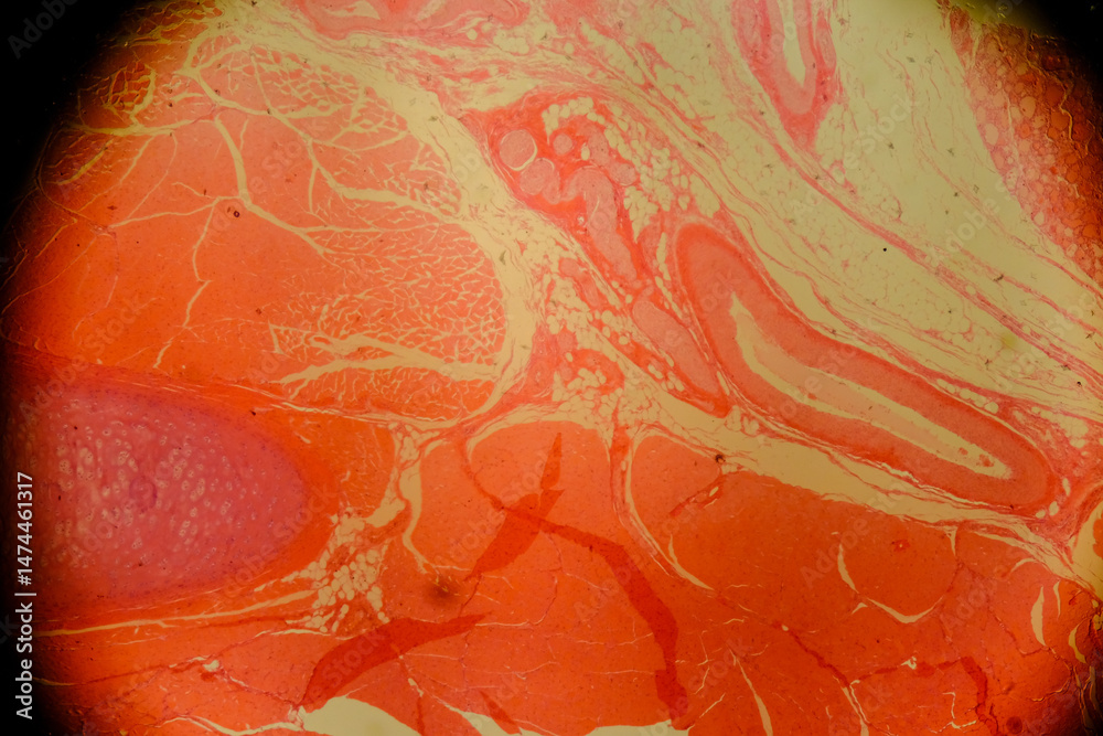 Human larynx under microscope showing vocal cords and cartilage l Stock ...