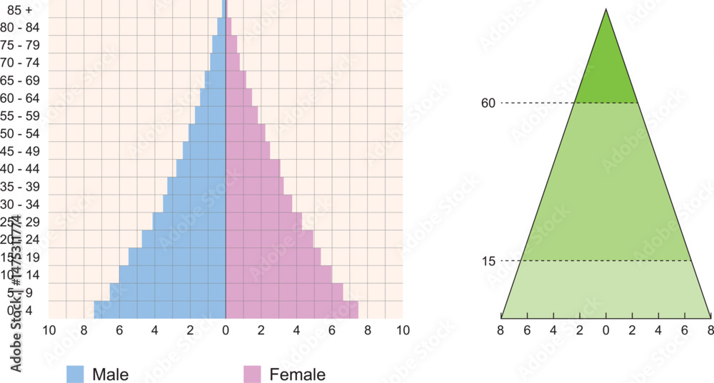 Vektor Population Pyramids And Their Types, Life Expectancy on Earth ...