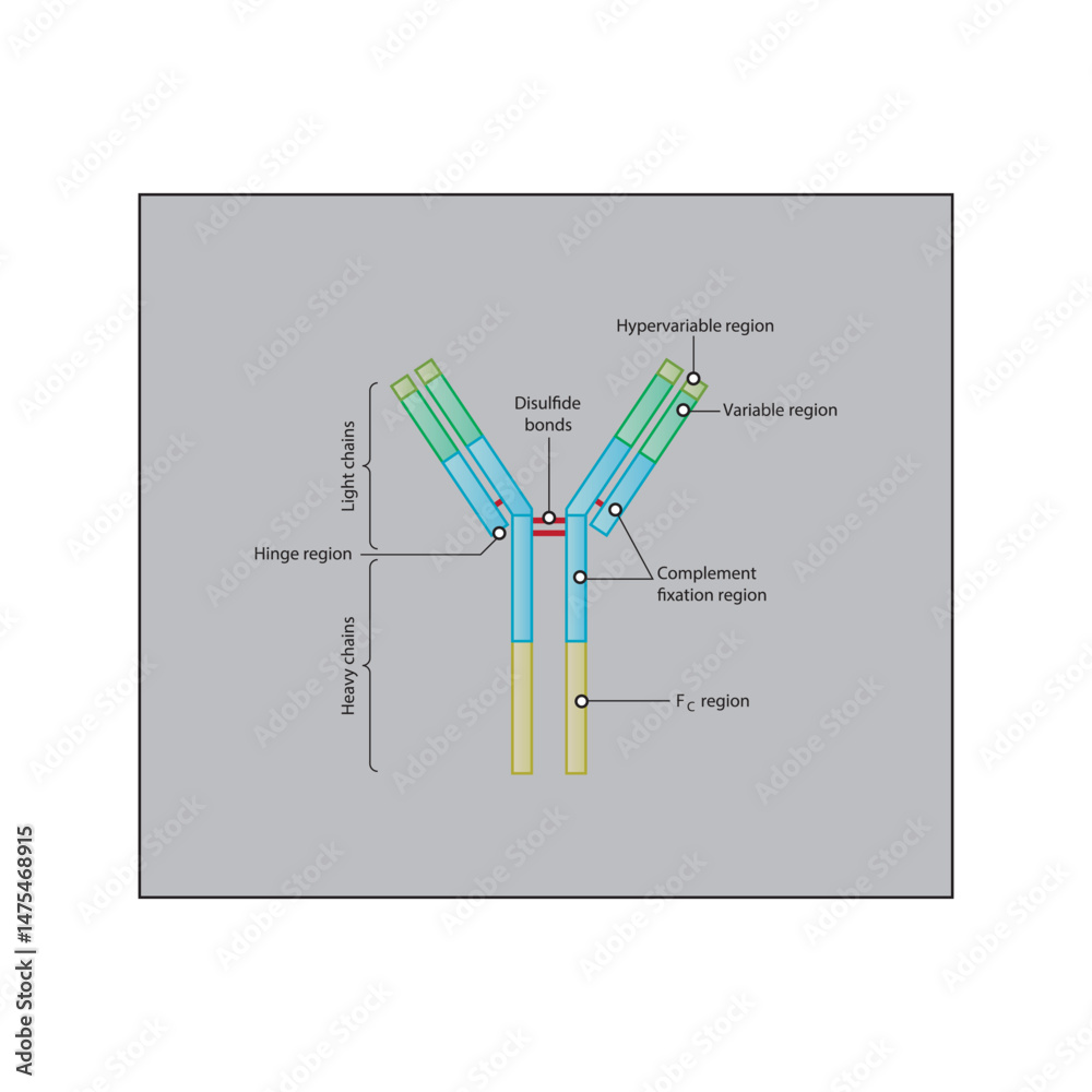 Antibody schematic illustration diagram- Variable, Fc, Hypervariable ...