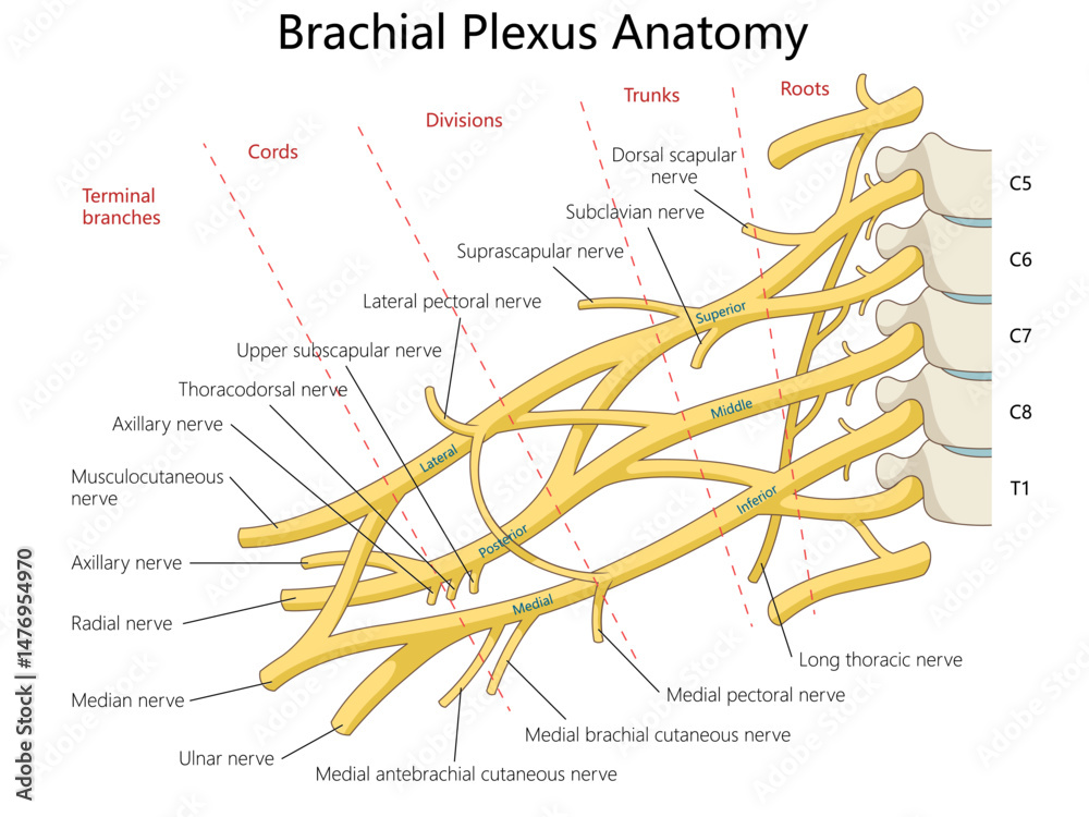 Vector de Stock brachial plexus anatomy showing roots, trunks, divisions, cords, terminal nerve ...