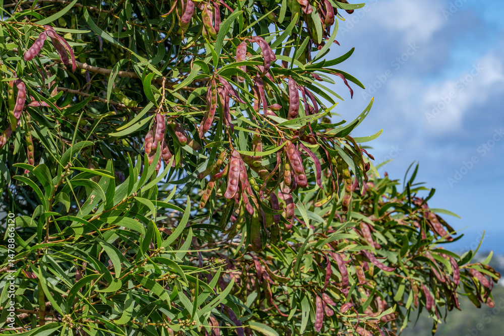 Zdjęcie bez tantiem: Acacia confusa leaves and pods，Philippine acacia ...