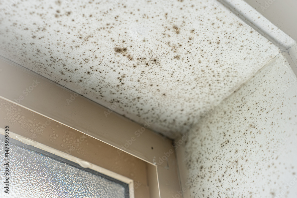 mold mold remover moldy window fungus on window fungus cleaning ...