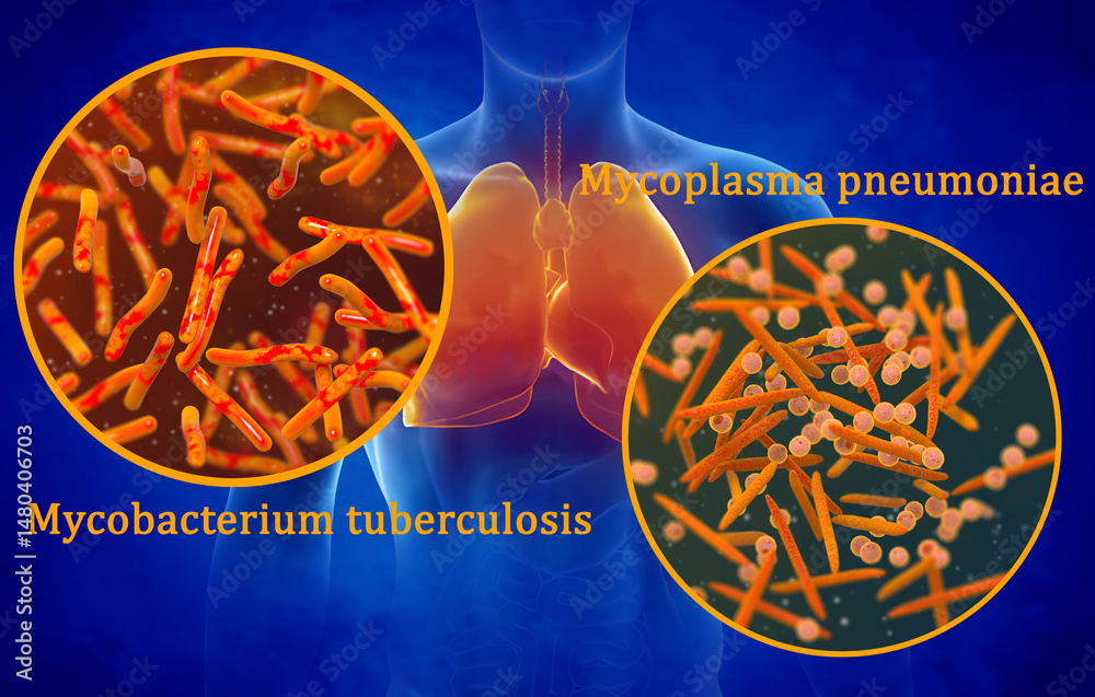 Medical background, human body with isolated respiratory system, human ...