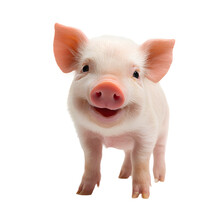 Little Piglet Free Stock Photo - Public Domain Pictures