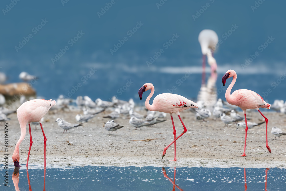 Lesser Flamingo birds at blue water Lake Magadi in Ngorongoro crater ...