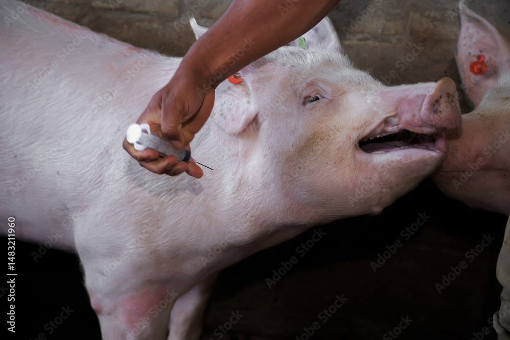 Pig Receiving Intramuscular Vaccination in the Neck as Part of Herd ...
