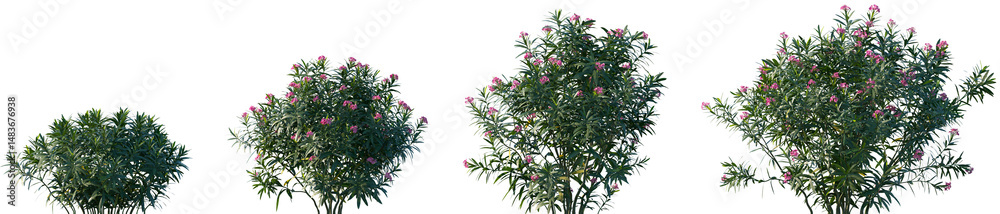 Set of Nerium oleander (commonly known as oleander or rosebay) frontal ...