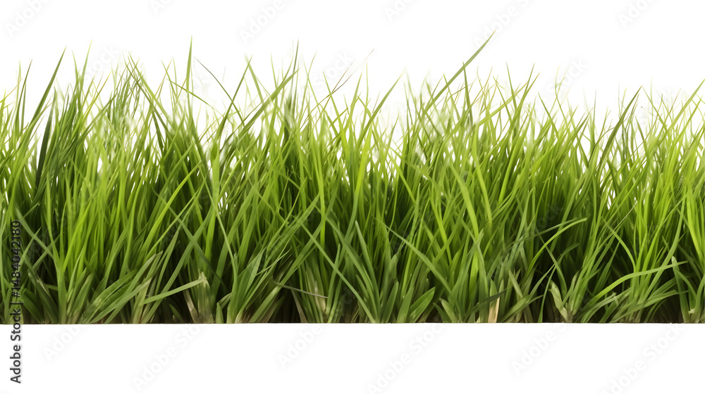 grass texture transparent background png Stock Photo | Adobe Stock