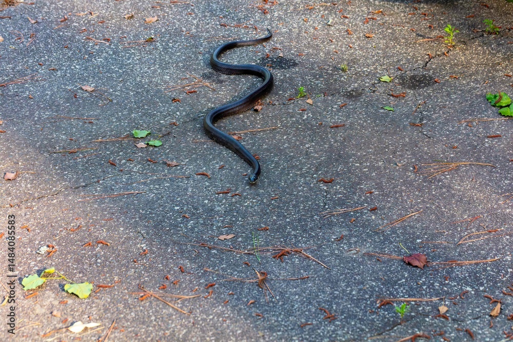 Rat Snake (Pantherophis obsoletus) in North Carolina. The North ...