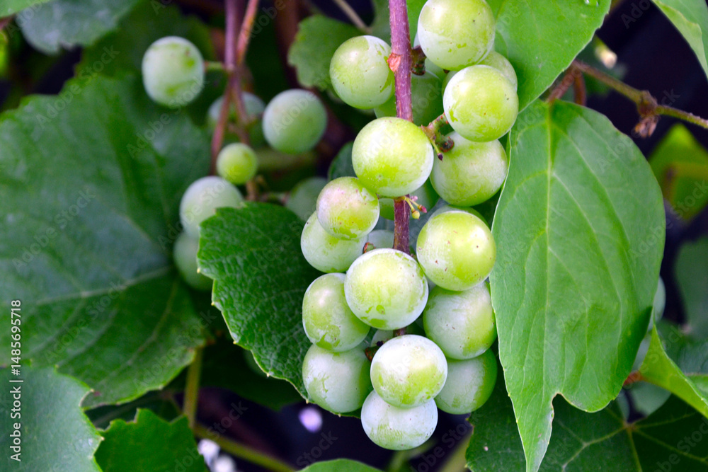 Vitis vinifera, the common grape vine. Grape is a fruit (botanically a ...