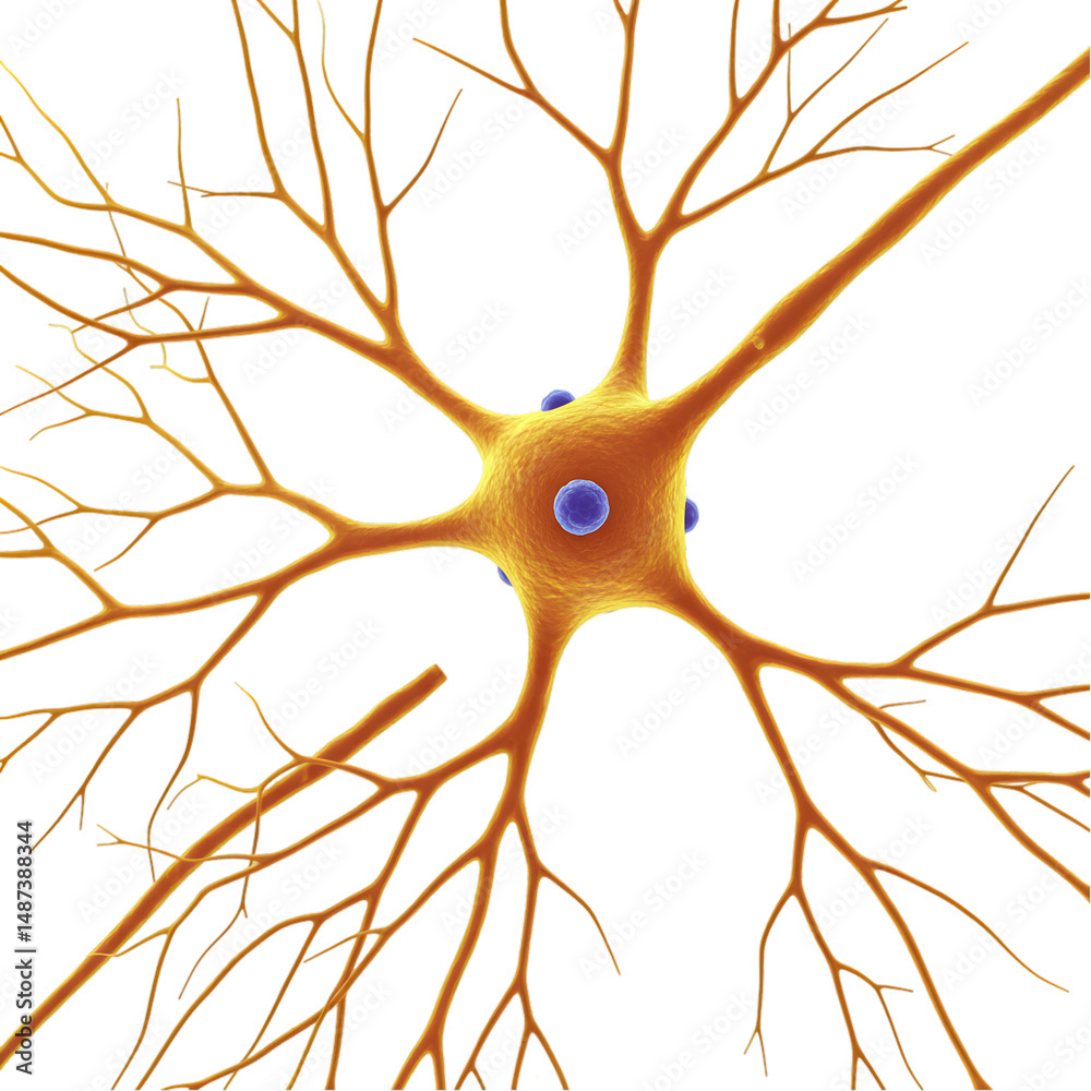 Neuron Cell: Anatomy & Function Explained on transparent background ...