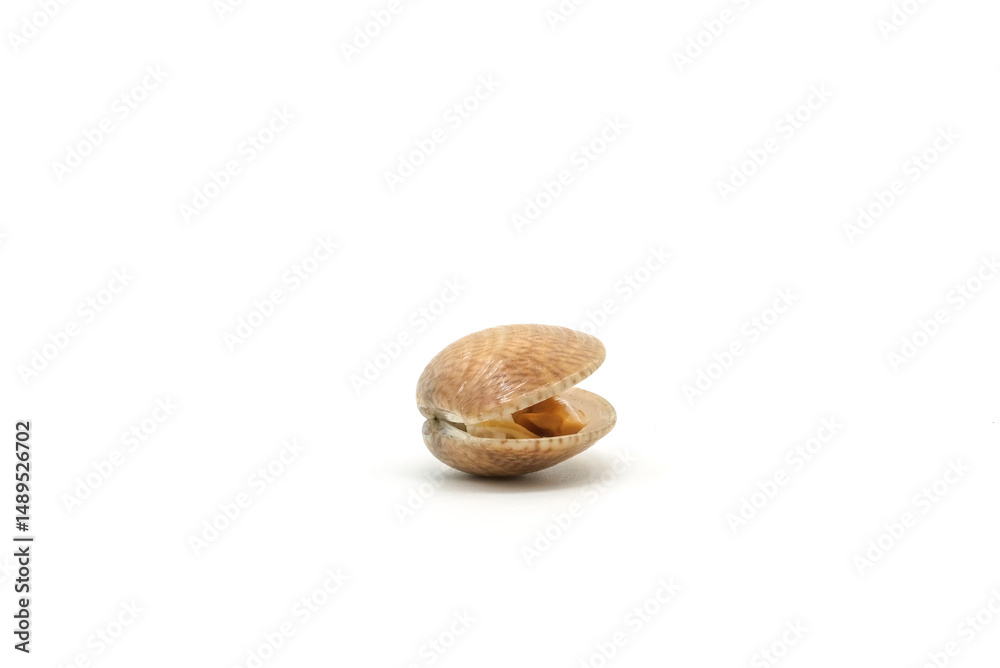 Photo Stock Closed up fresh baby clams. venus shell. shellfish. carpet ...