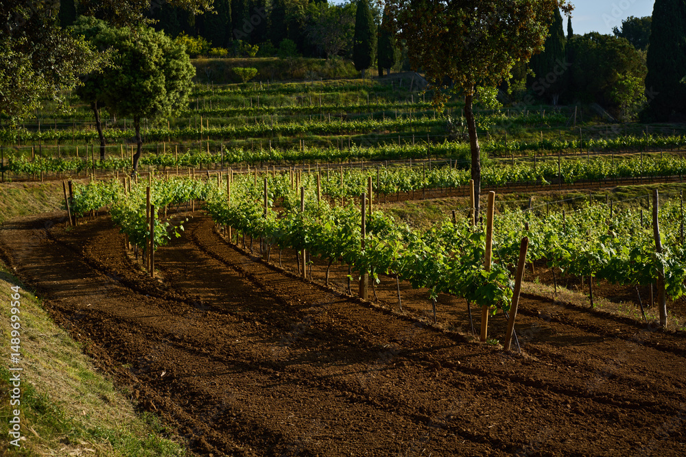 terrestrial plant of the Grapevine family in an agricultural landscape ...